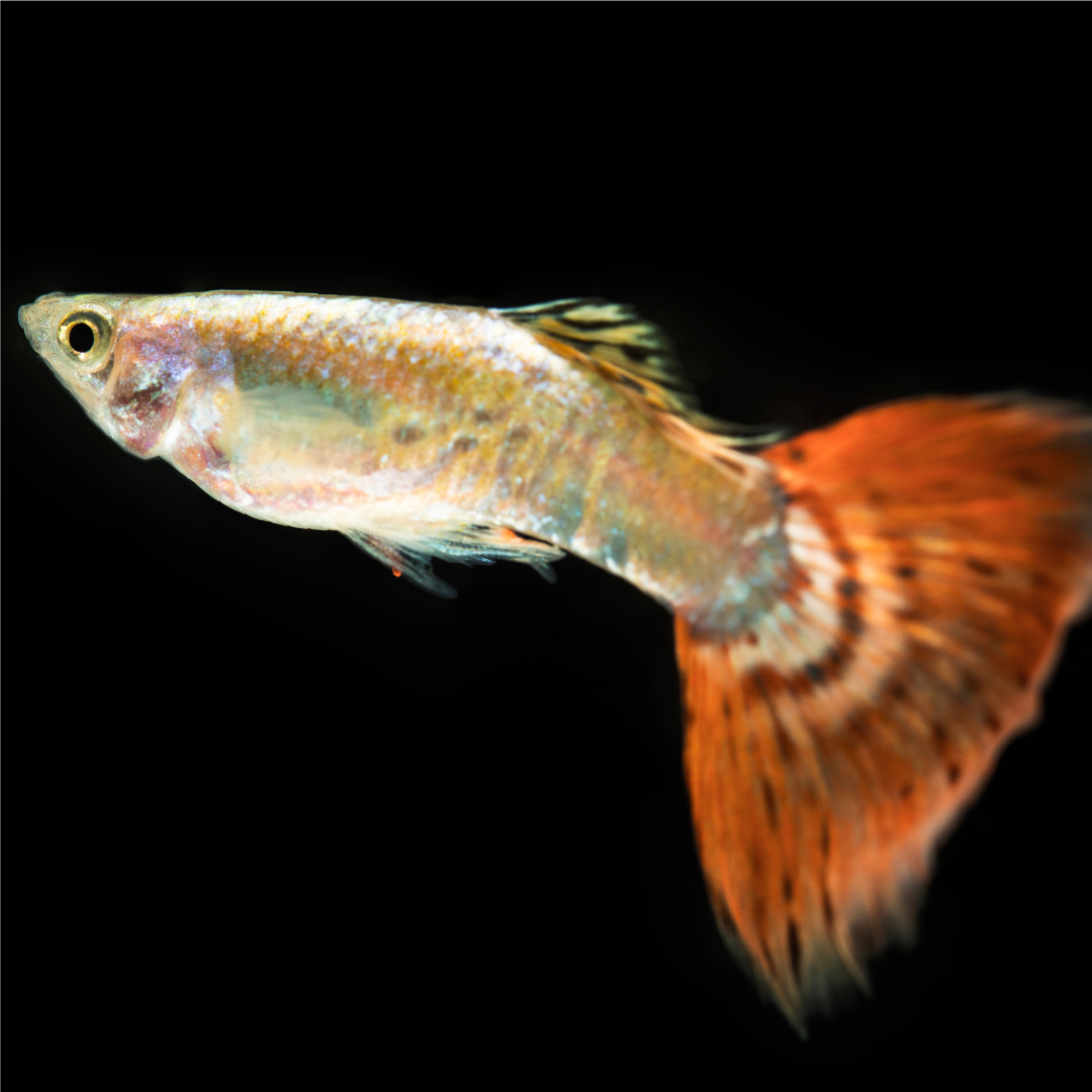 Guppies – Lightning Aquatics World