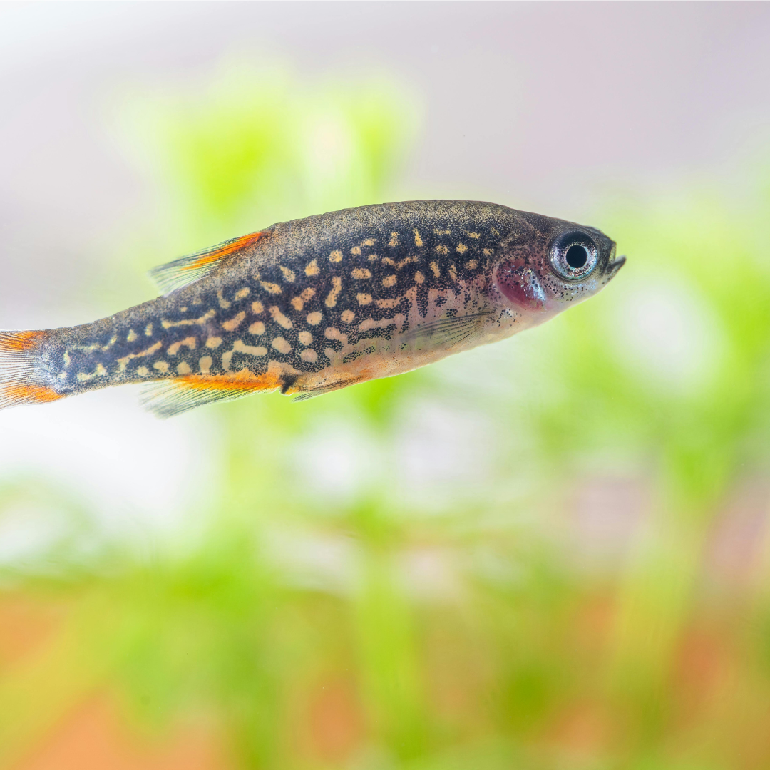 Danios – Lightning Aquatics World
