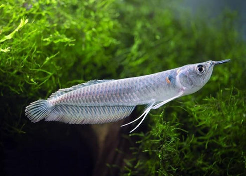 Silver Arowana 3-4” – Live Freshwater Predator Fish for Large Aquarium ...