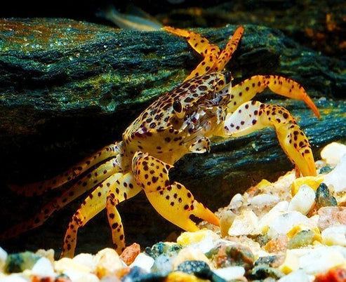 4-Pack Panther Crabs – 100% Aquatic Freshwater Crabs (Parathelphusa pa ...