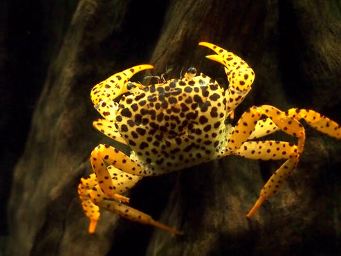 4-Pack Panther Crabs – 100% Aquatic Freshwater Crabs (Parathelphusa pa ...