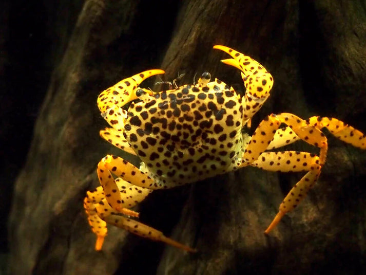 4-Pack Panther Crabs – 100% Aquatic Freshwater Crabs (Parathelphusa pa ...