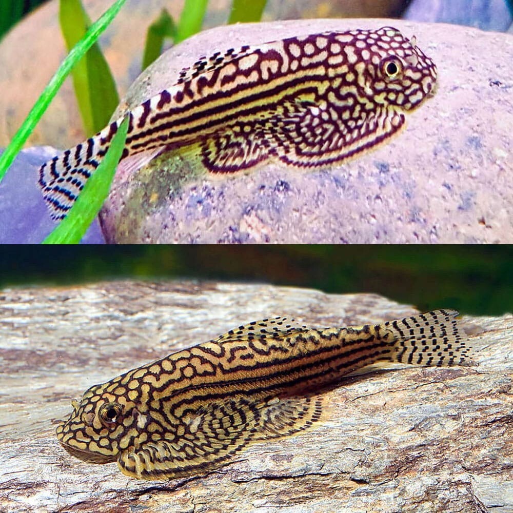 5-Pack Goldring Butterfly Hillstream Loach – Live Fish, Unique Algae E ...