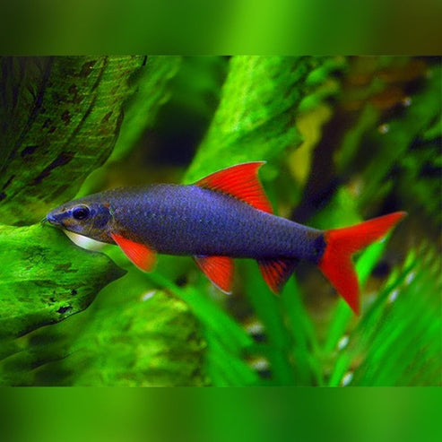4-Pack Red Rainbow-Sharks – 1.5–2” Live Freshwater Fish for Tropical A ...