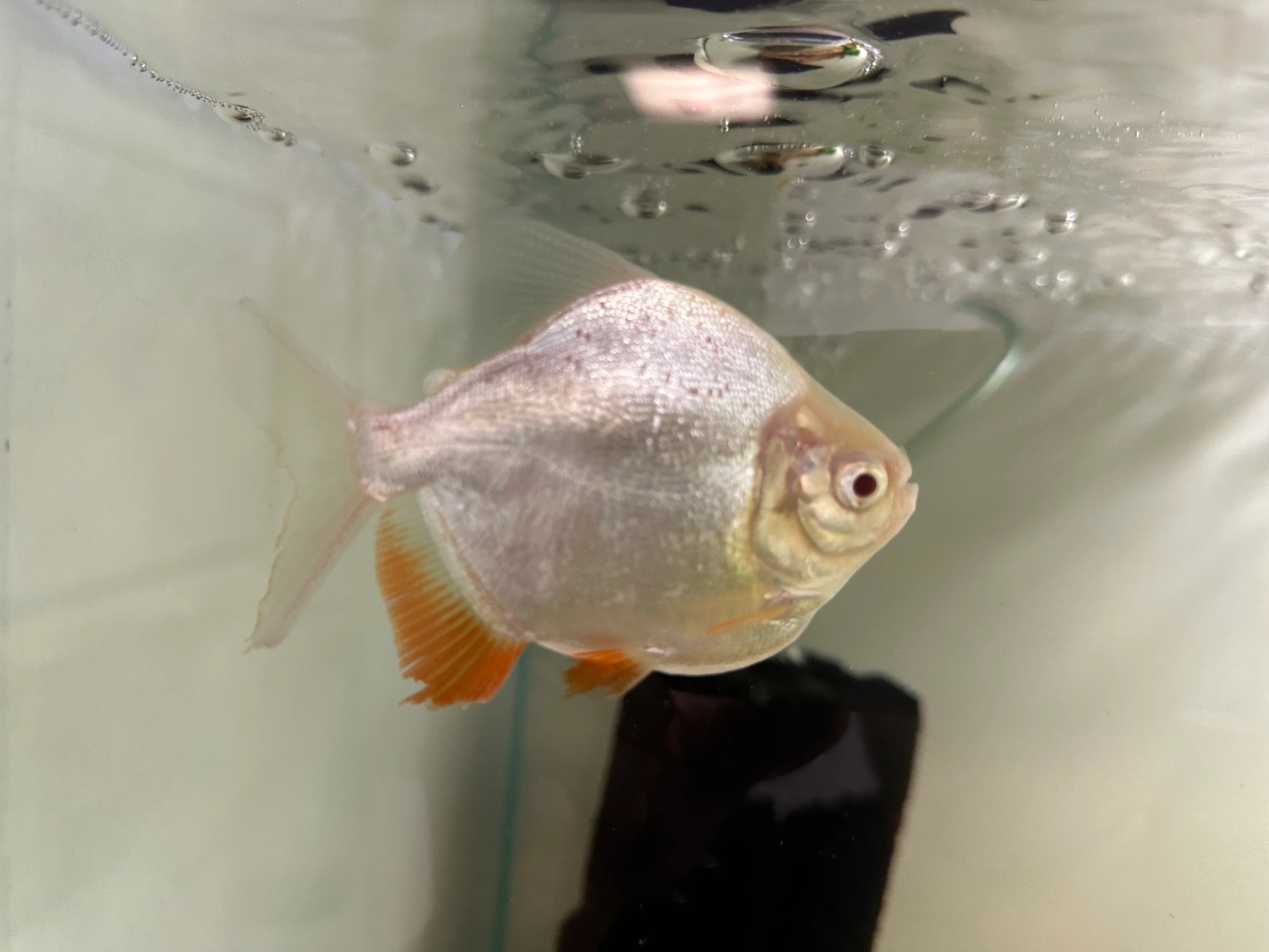 Albino Pacu Short Body 1.5” – Live Freshwater Aquarium Fish for Large ...