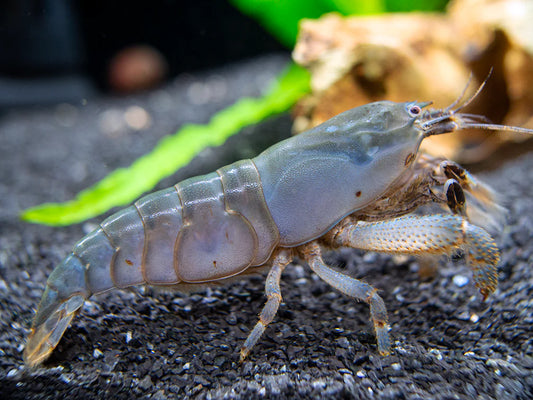 Invertebrates – Lightning Aquatics World