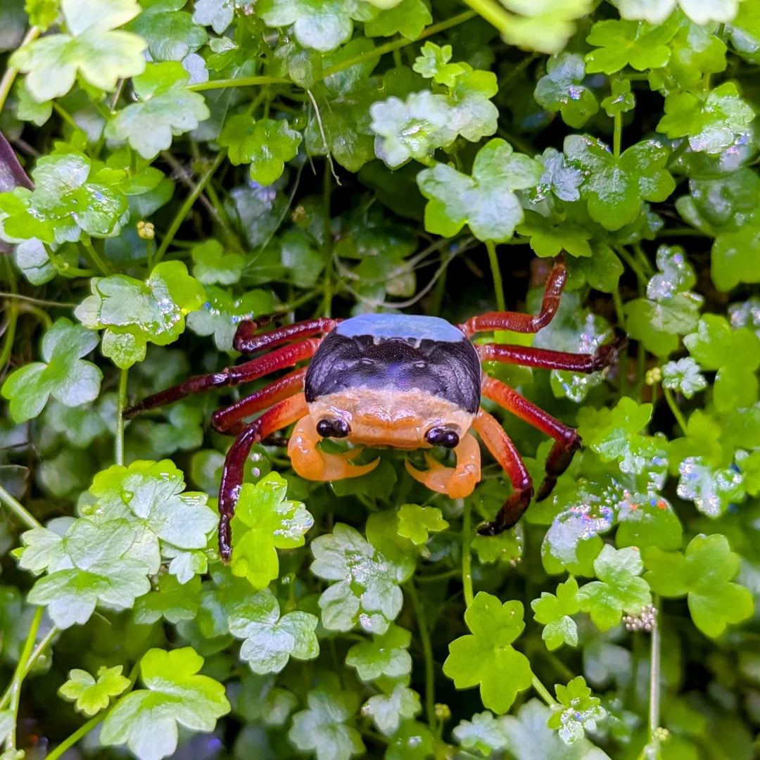 3-Pack Lepid Manneri Tricolor Crab – Colorful Freshwater Crabs for Aqu ...